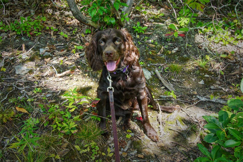 Wesser Bald Part 1 – Cocoa Smiles